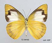 Papua Insects Foundation (Lepidoptera/Pieridae thumbnails)